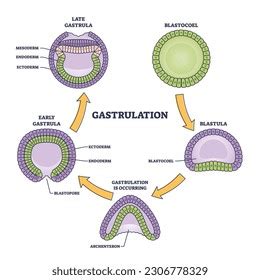 Image result for Blastula Development