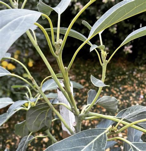 Image result for Self-Pollinating Avocado Tree