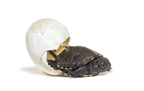 Image result for Turtle Hatching