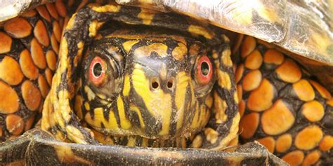 Image result for Orange Box Turtle
