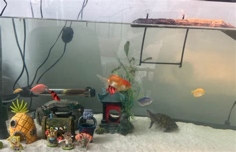 Red-Eared Slider Habitat - TurtleHolic