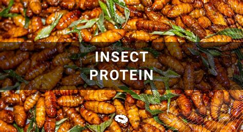 Image result for Insect Based Protein