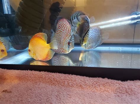 Image result for Red Turquoise Discus