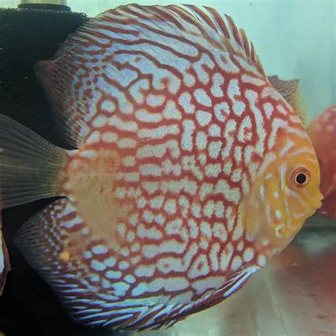 Image result for Red Coral Discus