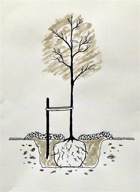 Image result for Planting a Tree Drawing