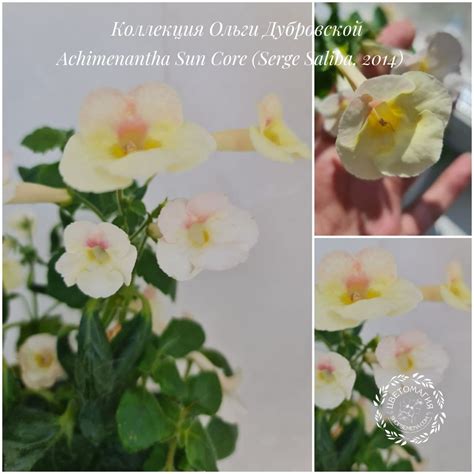 Image result for Sun Core