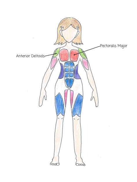 Image result for Chest Fly Exercise Cartoon