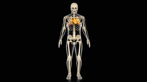 Image result for Heart Circulation Animation