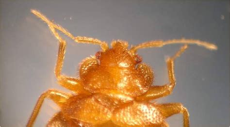 Image result for Bed Bug Identification
