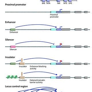 Image result for Distal Control Elements