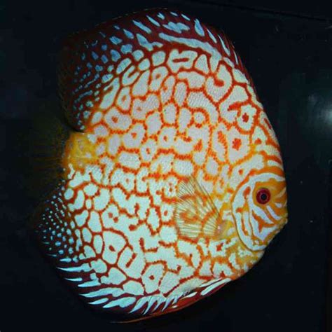 Image result for Checkerboard Discus