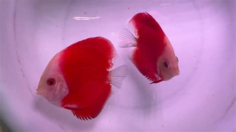 Image result for Red Melon Discus