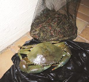 Image result for Catching Prawns