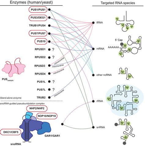 Image result for RNA Modification