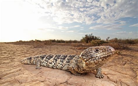 Image result for Different Lizard