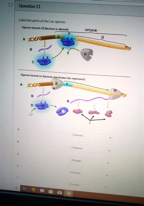 Image result for Operon Labeled
