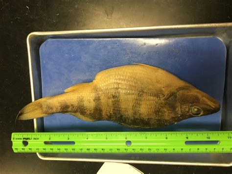 Image result for Perch Fish Dissection