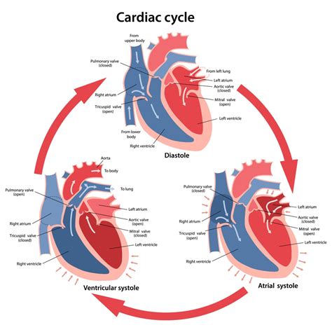 Image result for Cardiac Cycle Simple