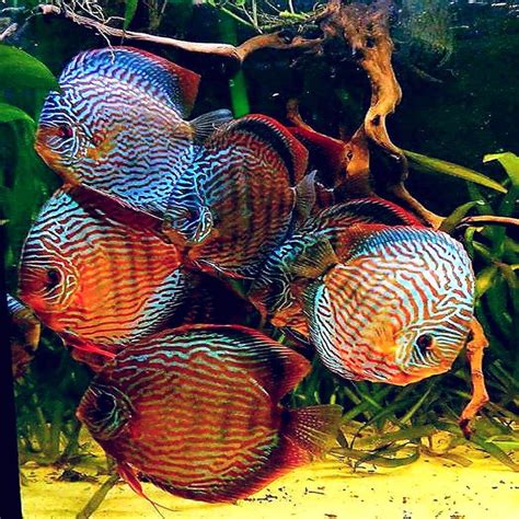 Image result for Discus Fish School