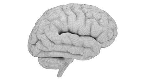 Image result for Human Brain Dissection