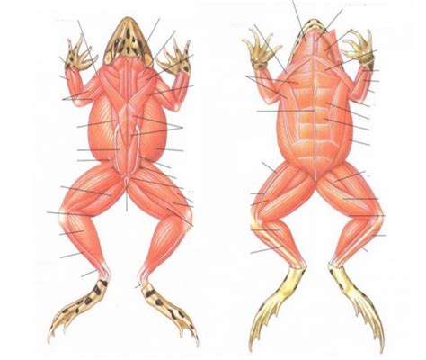 Image result for Frog Anatomy Dissection