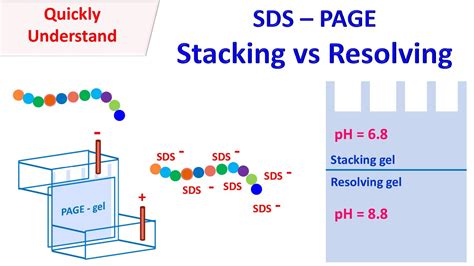 Image result for Resolving and Stacking Gel Composition