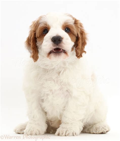 Image result for Red and White Cavapoo