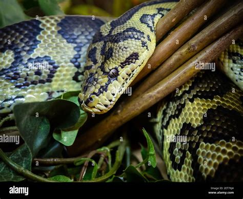 Image result for Top-End Carpet Python