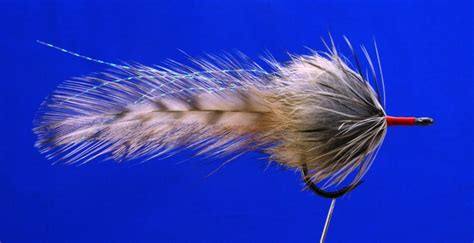 Image result for Cockroach Fly