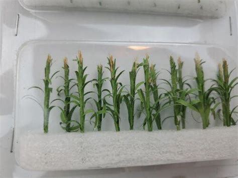 Image result for HO Scale Corn Stalks