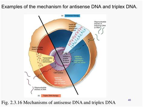 Image result for Sanger Method of Sequencing
