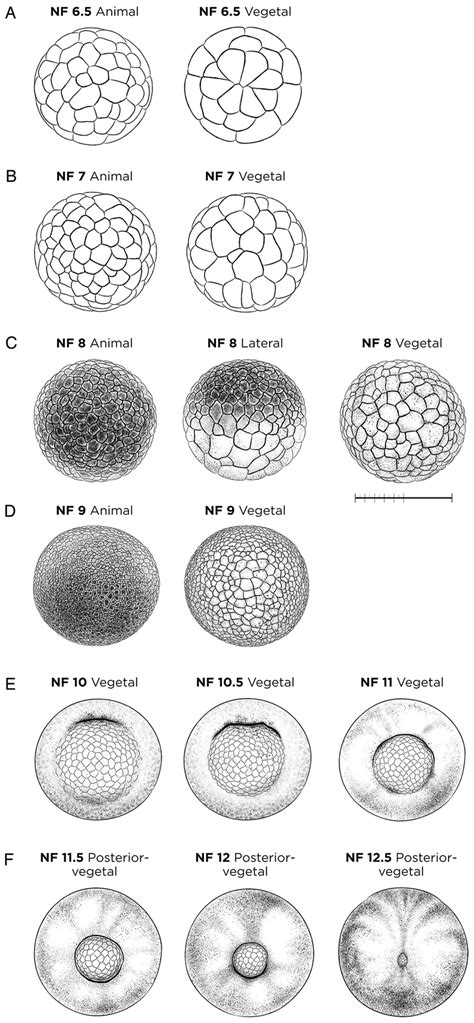 Image result for Blastula Development