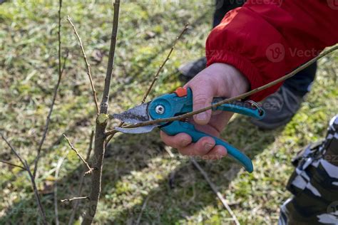 Image result for Pruning Fruit Trees Spring
