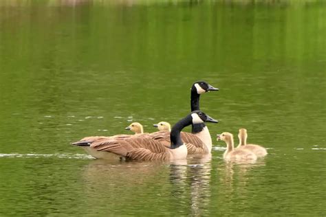 Image result for Geese Hatching