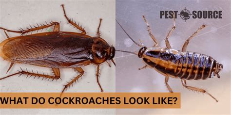 Image result for Cockroach Look Alike