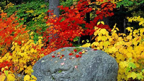 Image result for Fall Scenery Desktop