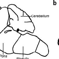 Image result for Mice Brain Dissection