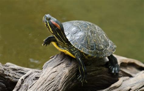 Image result for Slider Turtle
