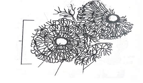Image result for Compact Bone Cross Section