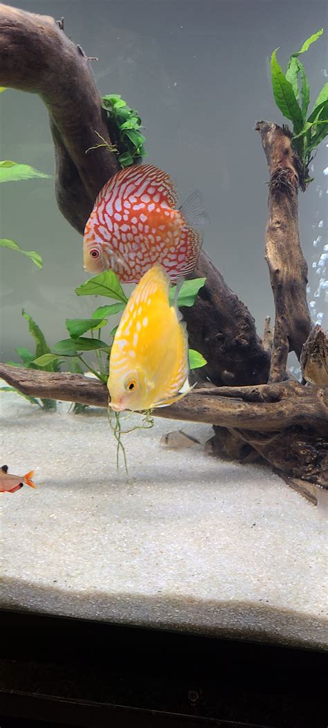 Image result for Red Rafflesia Discus