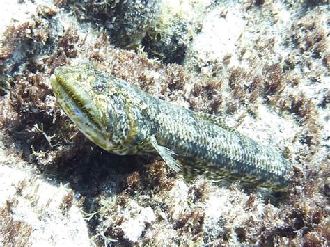 Image result for Lizard Fish