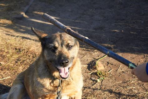 Image result for Beating Dogs Graphic