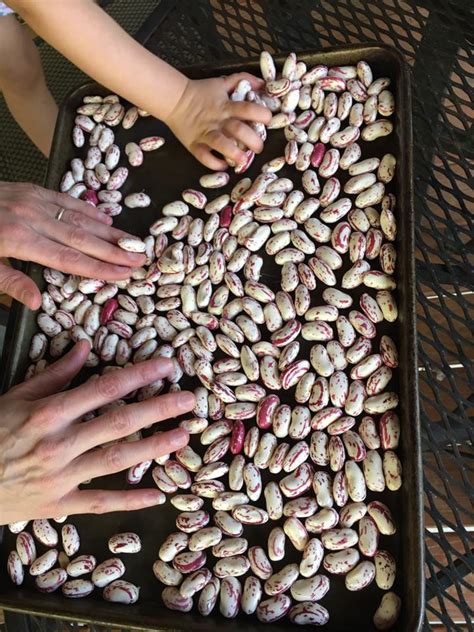 Image result for October Beans