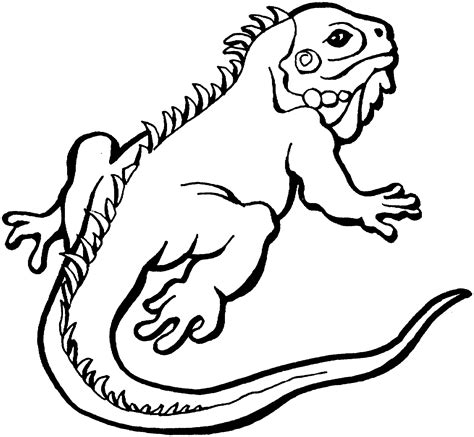 Image result for Lizard Coloring Pages