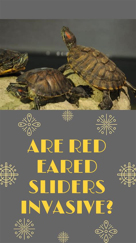 Red ear slider turtle care guide complete free – Artofit