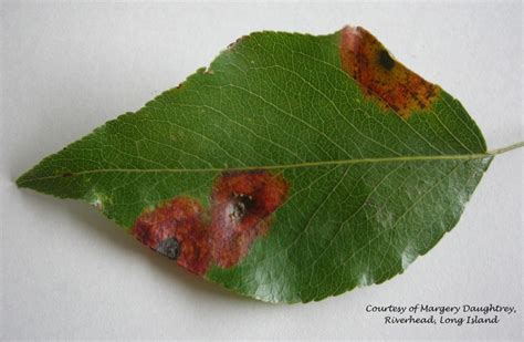 Image result for Pear Tree Trellis Rust