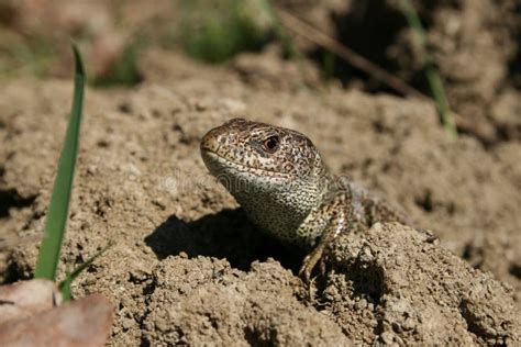 Image result for Lizard Face