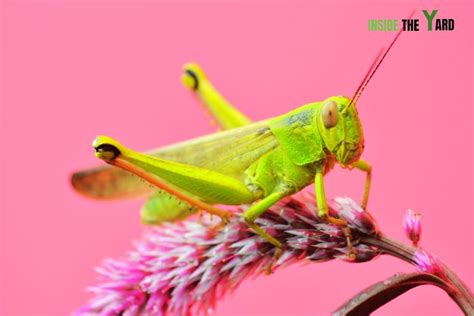 Image result for Flying Cricket Insect