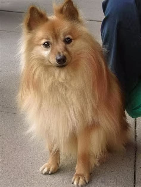 Image result for Mini Sheltie