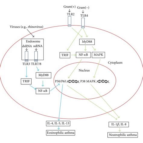 Image result for TLR Signaling Pathway